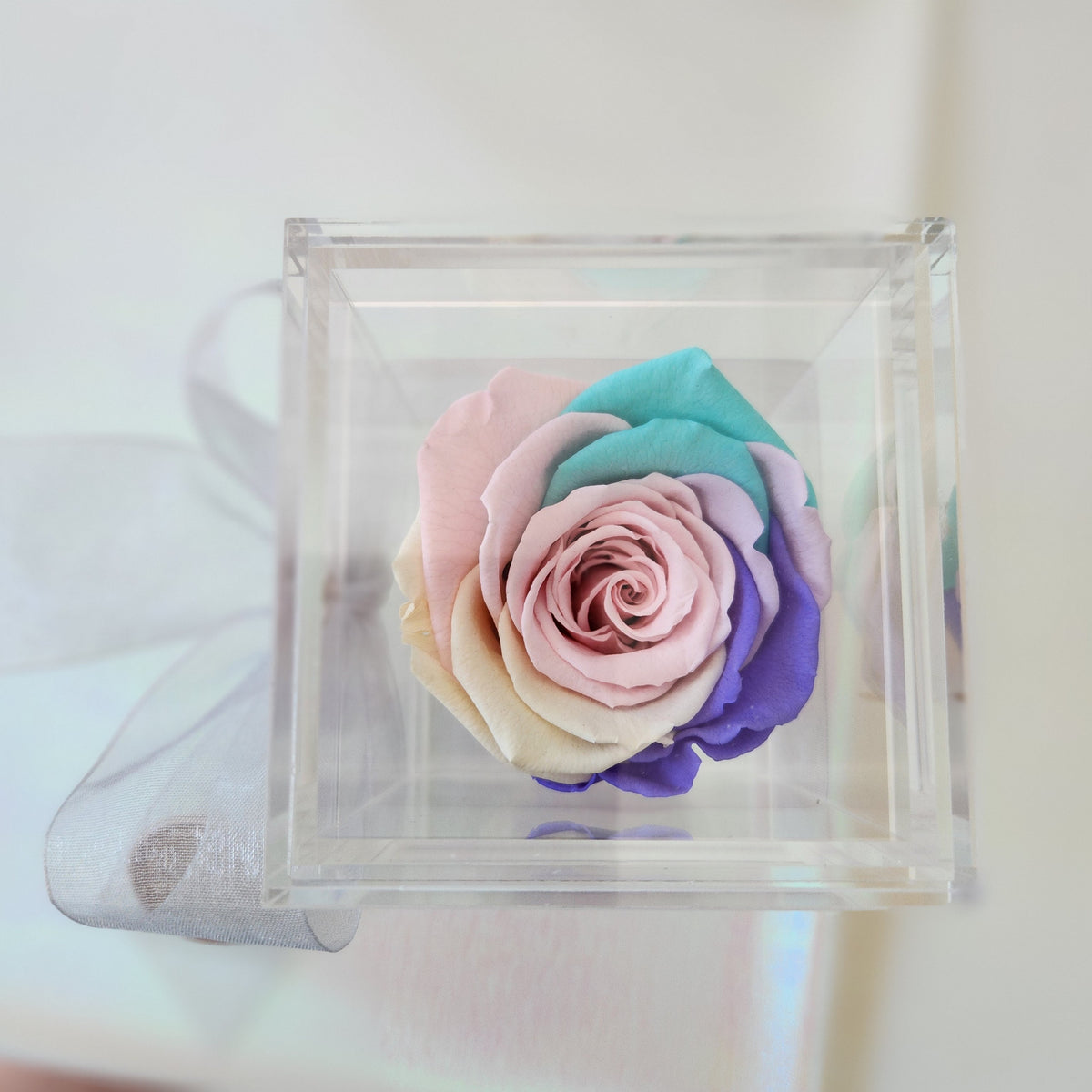 Rainbow Rose | Preserved Rose that Lasts a Year – Privé Roses